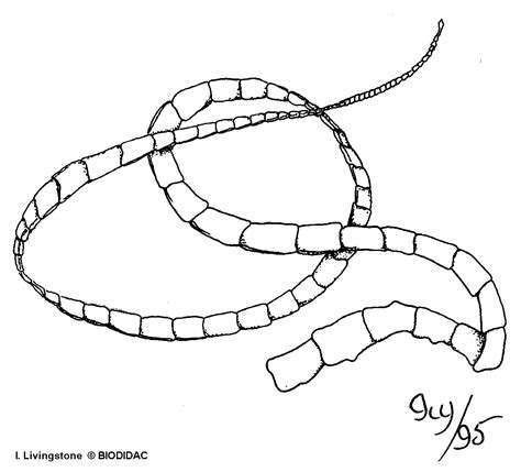 Cestoda Tapeworm Saginata Platyhelminthes Taenia Tapeworms System