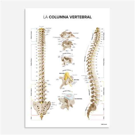 Ilustración De La Anatomía De La Columna Vertebral Estructura De