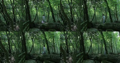 竹林漫步女子绿竹4096x2160高清视频素材下载编号25128290实拍视频光厂vj师网