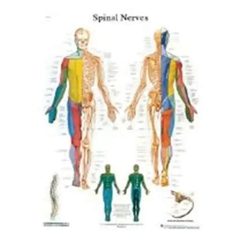 Fabrication Enterprises Chart Anatomical Spinal Nerves 20×25 ⋆ Ocean State Med Supply