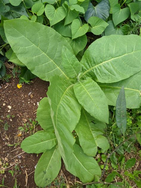 What Broad Leafed Plant Is This R Whatsthisplant