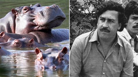 Colombia Plans To Cull Pablo Escobars Invasive Hippos World Today