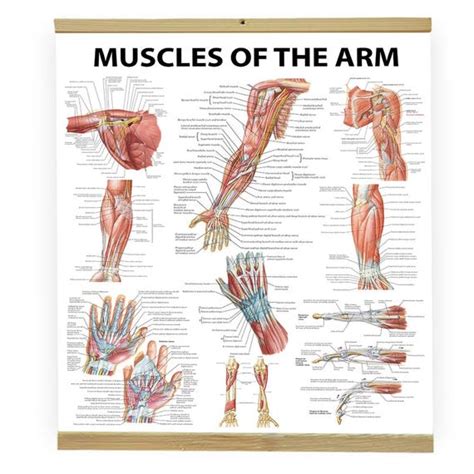 Arm Muscle Diagram Male