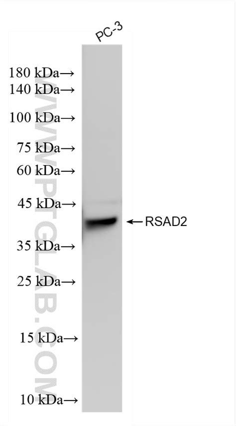 Rsad2 Antibody 83563 2 Rr Proteintech