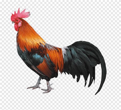 Big Black Cock Animal Biological Png Pngegg