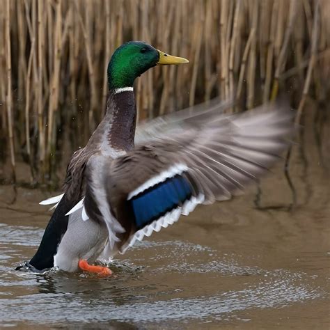 Gewilde Wilde Eend Gruttoland