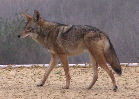 Coyote Canis Latrans