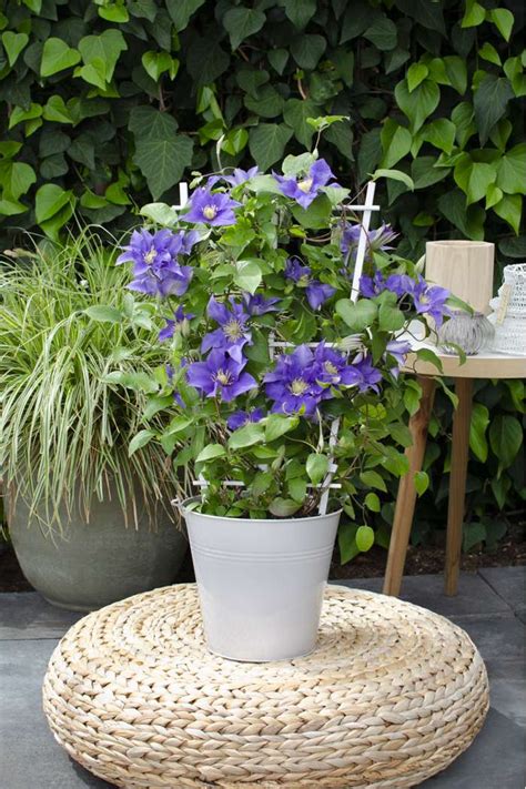 Clemantis Boulevard Perfect Garden