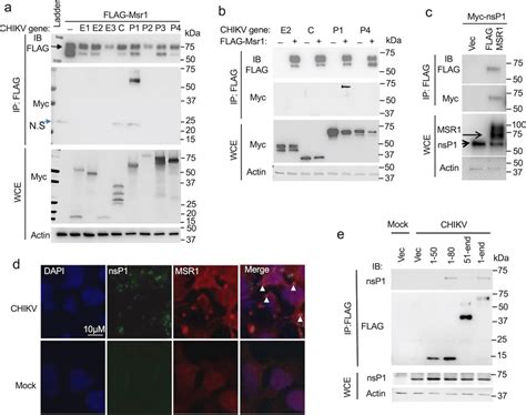 Msr1 Interacts With Chkv Nsp1 A B Co Immunoprecipitation Co Ip Of Download Scientific