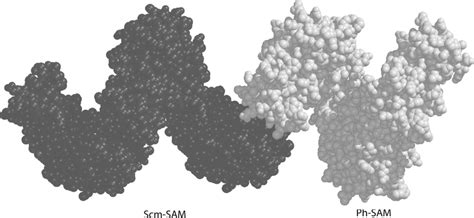 Three Dimensional Model Of The Copolymer Structure The Model Was