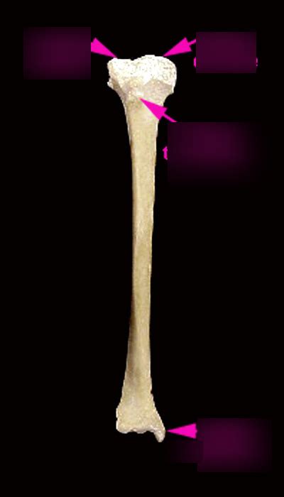Tibia Diagram Quizlet