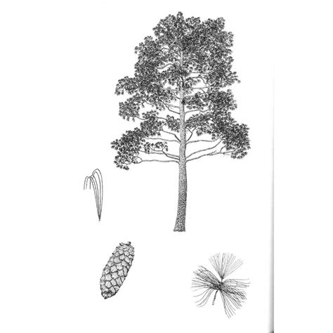 Pines Veldshop