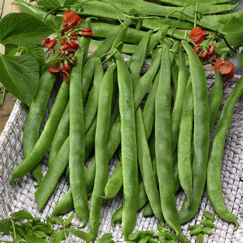 Runner Beans Vs Green Beans Grower Today