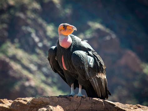 4 Types Of Vultures In Florida With Pictures And Identification
