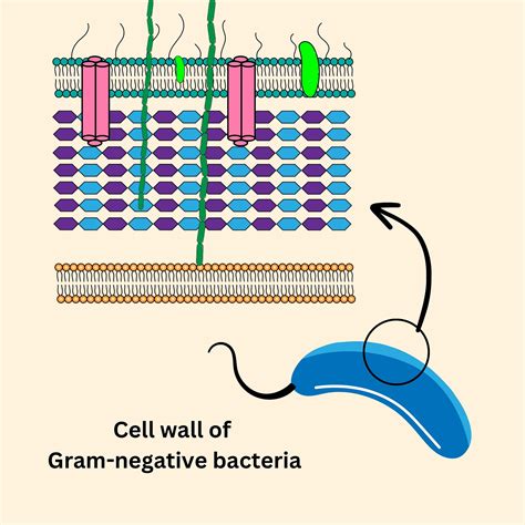 Gram Negative Bacteria Diagram