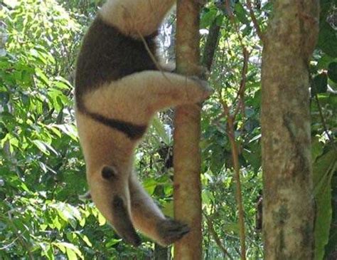 Northern Tamandua