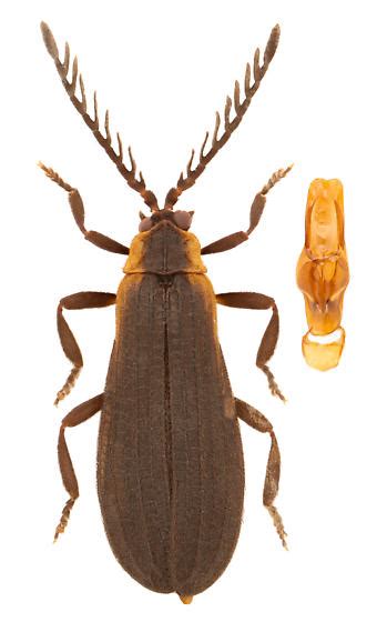 Leptoceletes Basalis Bugguidenet