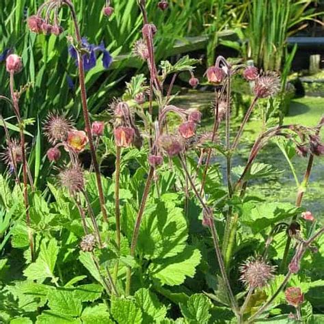 How To Plant And Grow Water Avens Geum Rivale Pond Informer