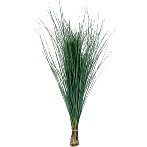 Buysend Bear Grass Bunch Of 20 Online Igp Wf1096844