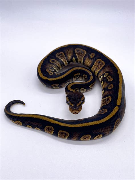 Stranger Ball Python Traits Morphpedia