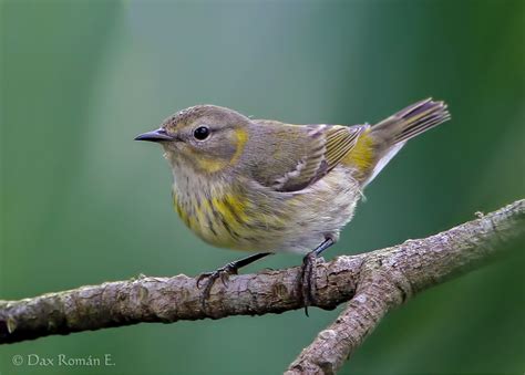 Just Published In Jco First Avifauna List For Conception Island