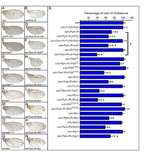 Pi3k Tor Dependent Cell Growth And Proliferation Require Prpk Function Download Scientific
