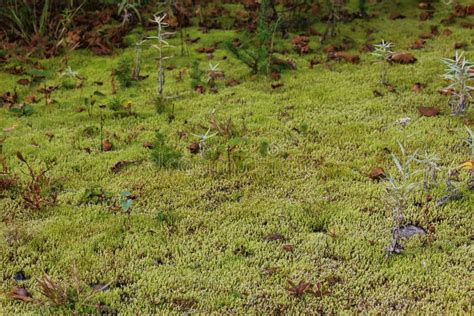 A Mossy Forest Floor With Tiny Pine Trees Grasses Lichens And Moss