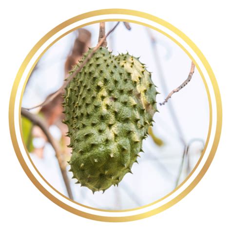 Soursop Fruit Tree Perth Wa