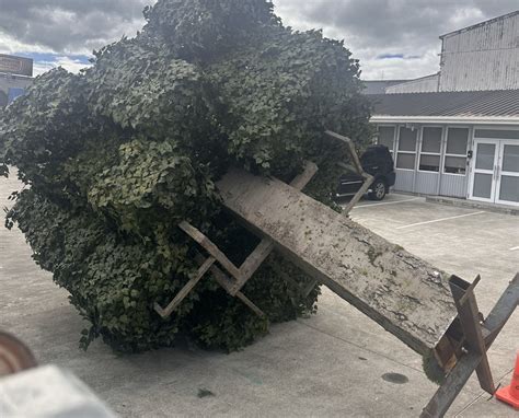 Minecraft Movie Tree Prop Spotted Gonintendo