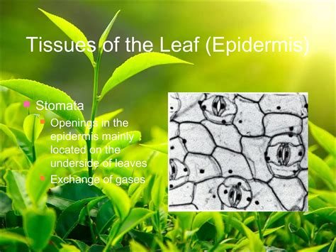 Plant Anatomy Presentation Ppt