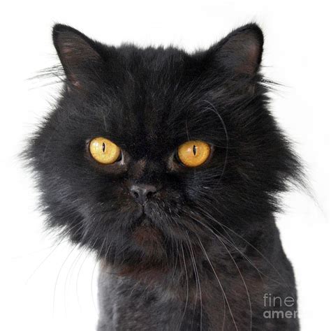 Black Himalayan Persian Cat