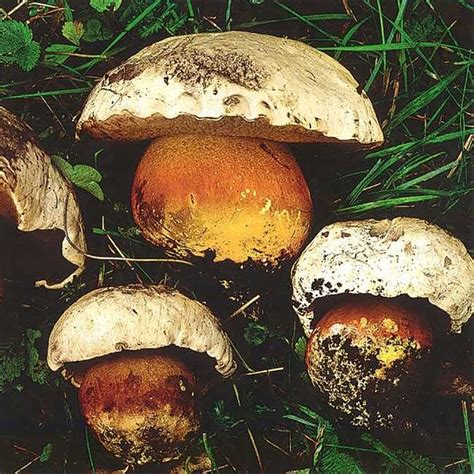 Šėtoninis Baravykas