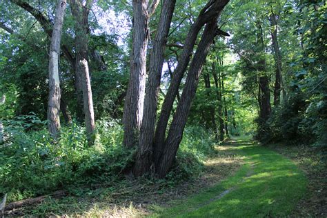 Kostenlose Foto Landschaft Baum Natur Wald Grün Dschungel Bäume