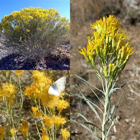 Seeds For Planting Chrysothamnus Nauseosus Seeds Rubber Rabbitbrush