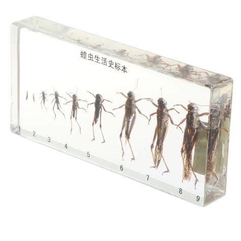 Life Cycle Of Grasshopper Specimen In Acrylic Bloc Vicedeal
