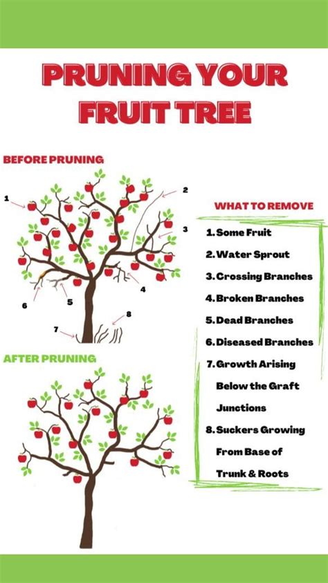 Pruning Tips For Your Fruit Tree