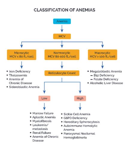 Week 15 Alterations Of Hematologic Function And Integument Flashcards Quizlet