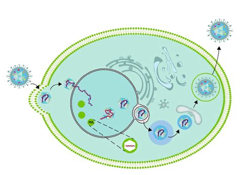 Schematic Diagram Of Intracellular Replication And Assembly Of
