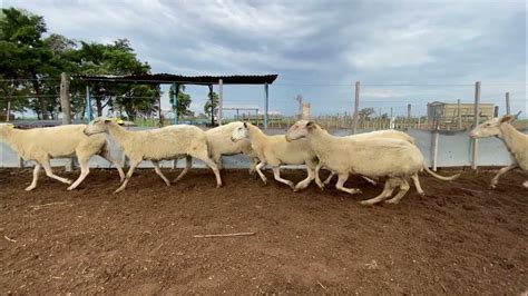 Lote 26 Ovejas Pampitas Pxc Youtube
