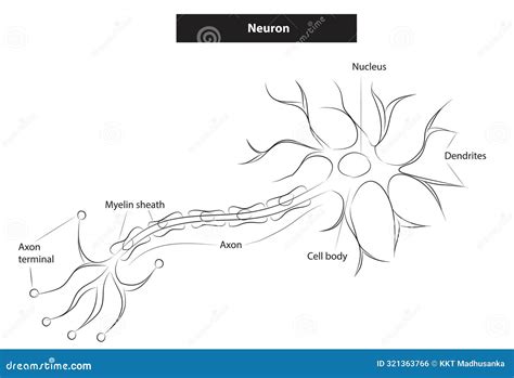 Motor Neuron Structure Stock Vector Illustration Of Glia 321363766