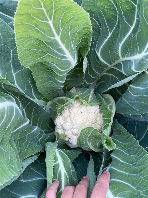 Ümit Bircan On Linkedin Hello To First Fruits With Sevİlla F1 Metgen Tohumculuk Ltd Bejo Zaden