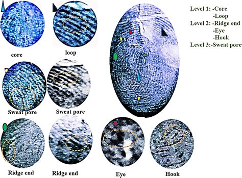 The Nature Of Fingerprints And How To Detect Them