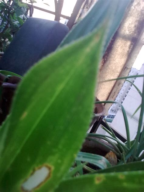 Garden Care Simplified The Kevda Flower Plant