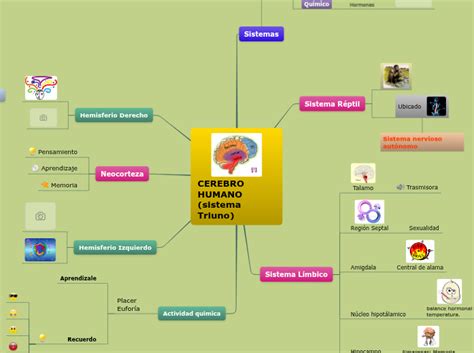 Cerebro Humano Mapa Mental Mindomo