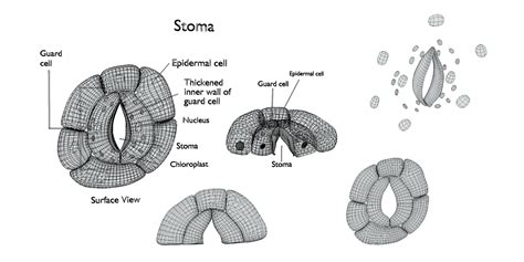 Plant Stomata Structure Superhive Formerly Blender Market