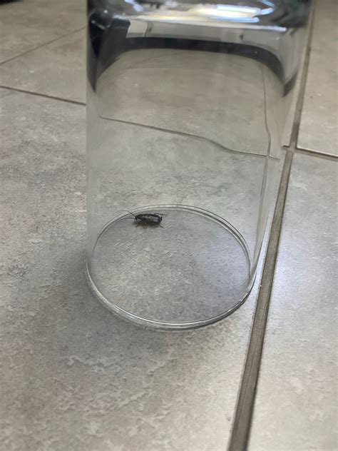 Is This A German Roach R Germanroaches