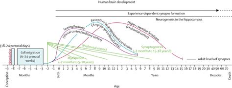 Human Neurodevelopment Progression Of Normative Human Download