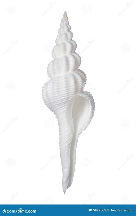 Spiral Shell Front View Isolated On White Royalty Free Stock