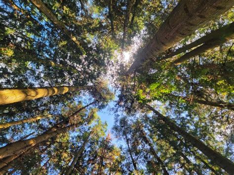 Premium Photo Pinaceae