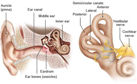 Benign Paroxysmal Positional Vertigo